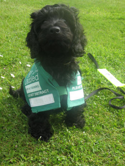 Cockapoos At Work - The Cockapoo Club of GB