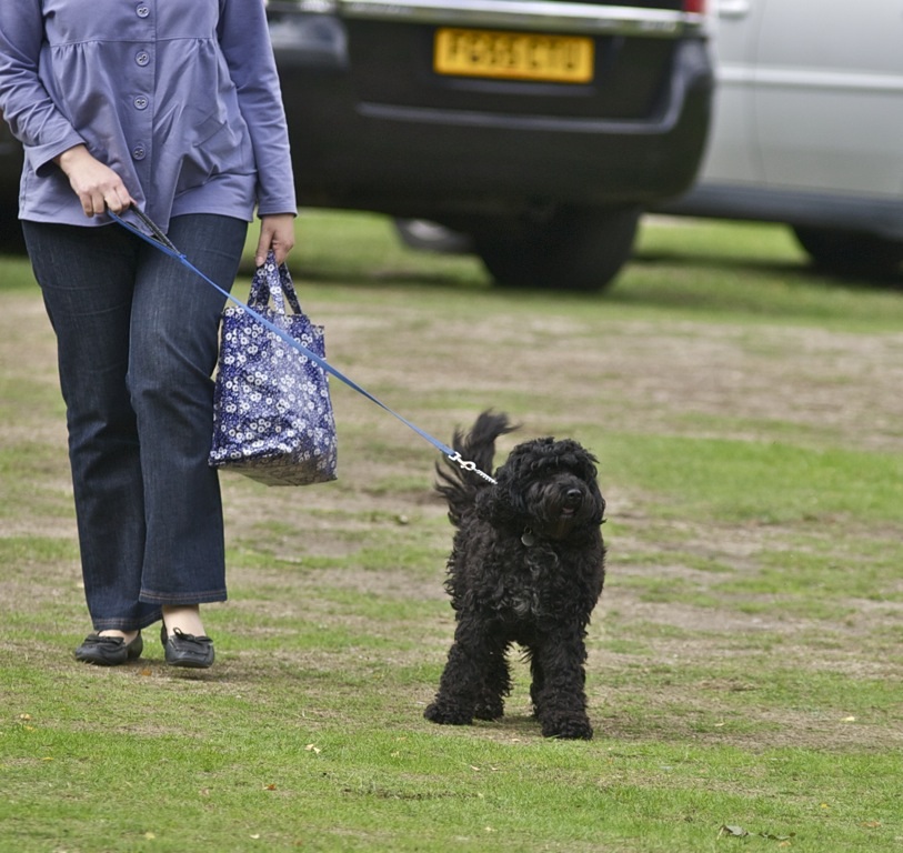 Cockapoo Photo Gallery - The Cockapoo Club of GB