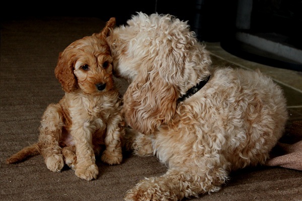 Cockapoo Photo Gallery - The Cockapoo Club of GB